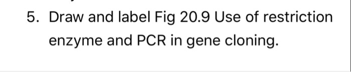 SOLVED: 5 Draw and label Fig 20.9 Use of restriction enzyme and PCR in ...