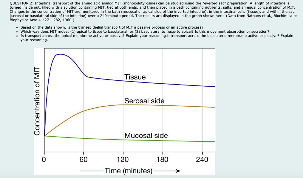 SOLVED: QUESTION 2: Intestinal transport of the amino acid analog MIT ...