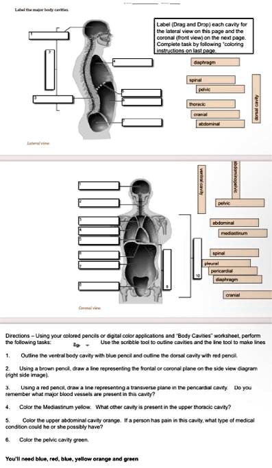 SOLVED: Text: Label Drag and Drop each cavity for the lateral view on ...
