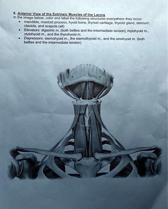 8. Anterior View of the Extrinsic Muscles of the Larynx In the image ...