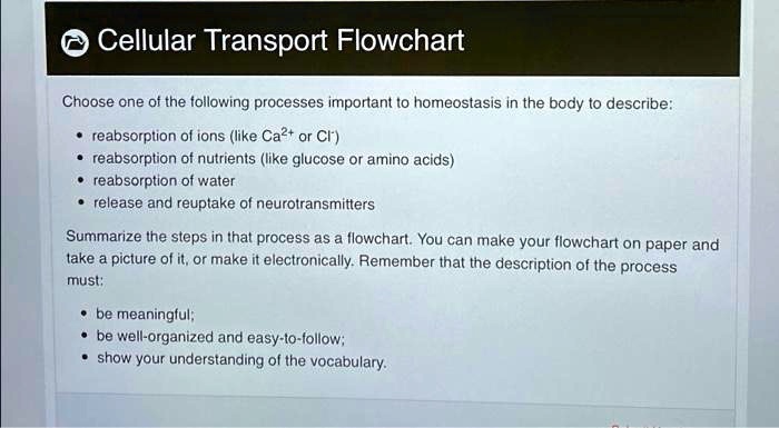 Cellular Transport Flowchart Choose one of the following processes ...