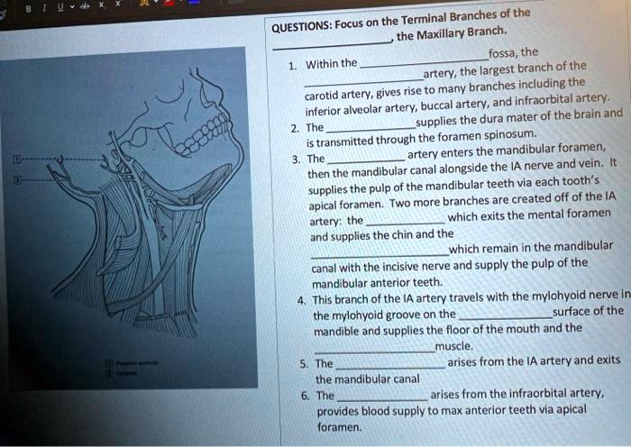 QUESTIONS: Focus on the Terminal Branches of the the Maxillary Branch ...