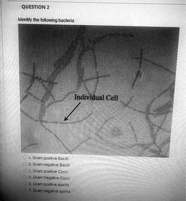SOLVED: Identify the following bacteria: A. Gram-positive Bacilli B. Gram-negative Bacilli C ...