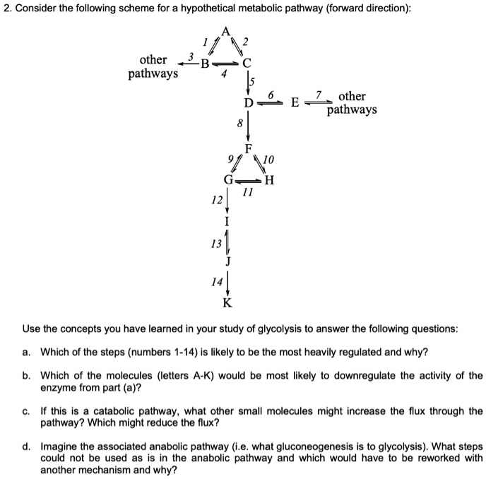 SOLVED: Consider the following scheme for hypothetical metabolic pathway (forward direction ...
