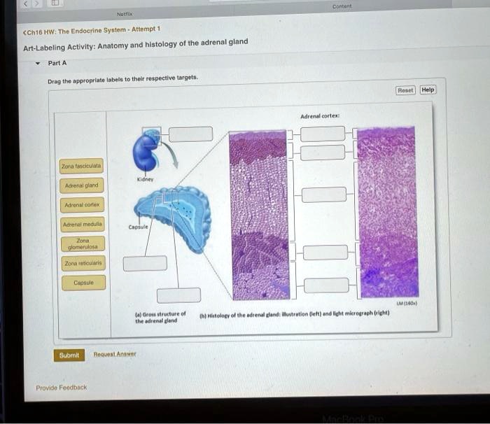 SOLVED: Notrix Content Ch16 HW: The Endocrine System - Attempt 1 Art-Labeling Activity: Anatomy ...