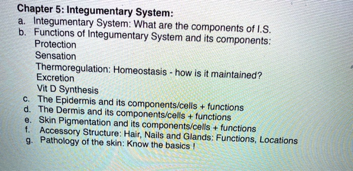 Chapter 5: Integumentary System: a. Integumentary System: What are the ...