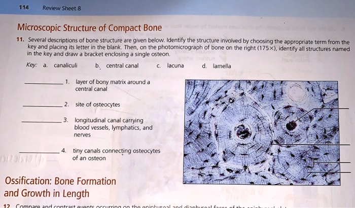 114 Review Sheet 8 Microscopic Structure of Compact Bone 11. Several ...