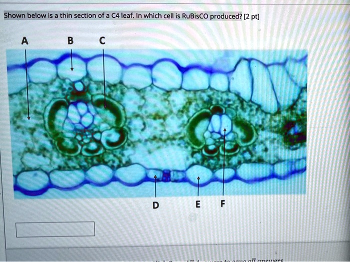 Shown below is a thin section of a C4 leaf. In which cell is RuBisCO ...