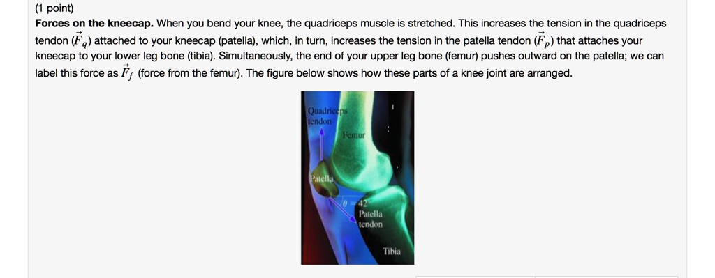 point forces on the kneecap when you bend your knee the quadriceps ...