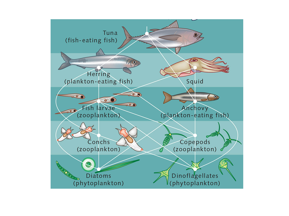 SOLVED: Which of the following, in one or more food chains, plays the ...
