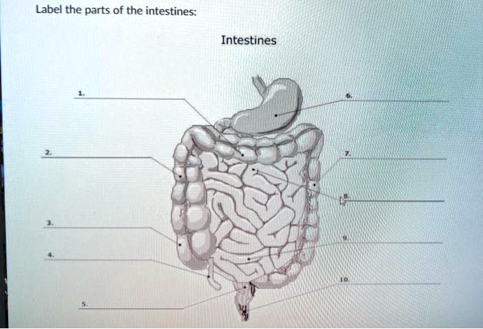 SOLVED: Label the parts of the intestines Intestines