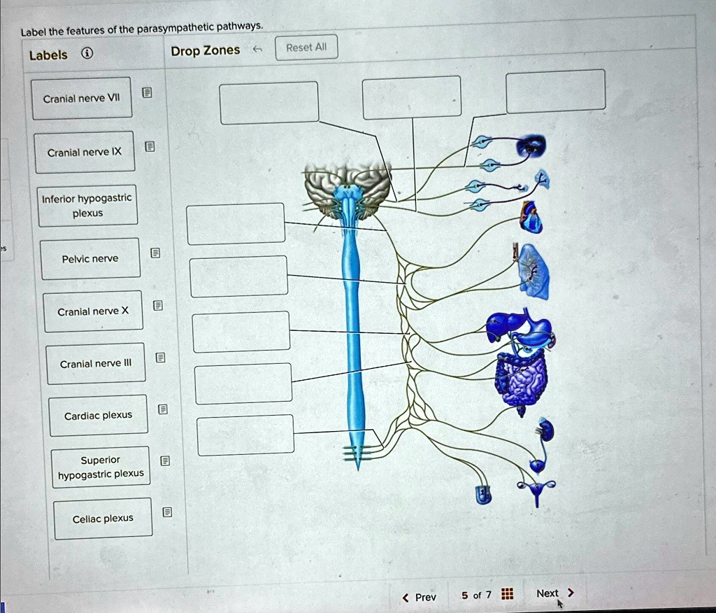 Label the features of the parasympathetic pathways. Label the features ...
