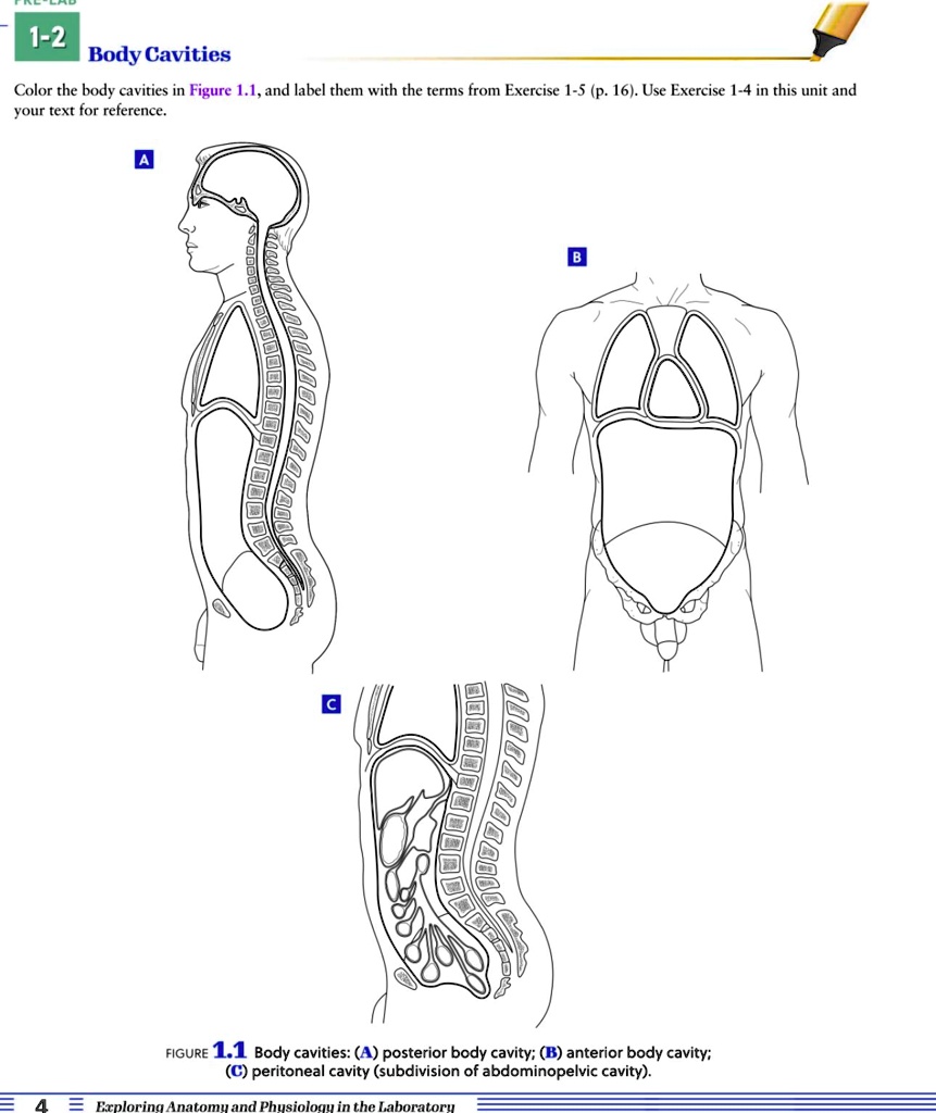 SOLVED: 1-2 Body Cavities Color the body cavities in Figure 1.1, and ...