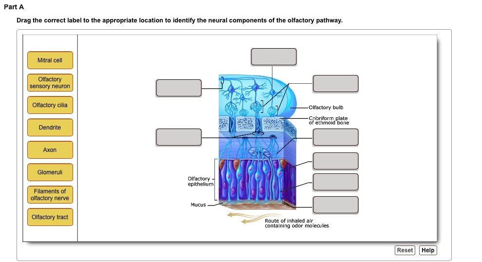 Part A Drag the correct label to the appropriate location to identify ...