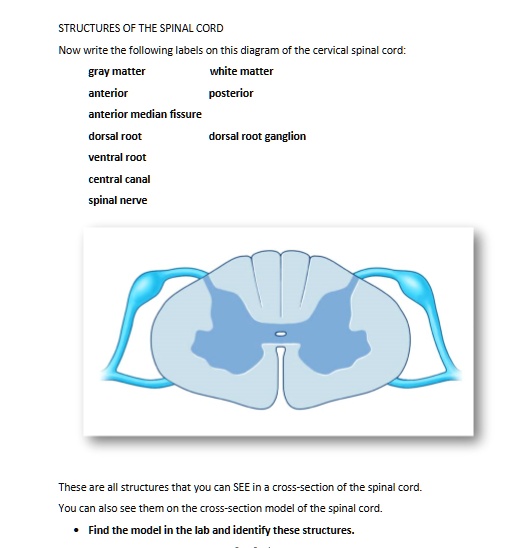 STRUCTURES OF THE SPINAL CORD Now write the following labels on this ...