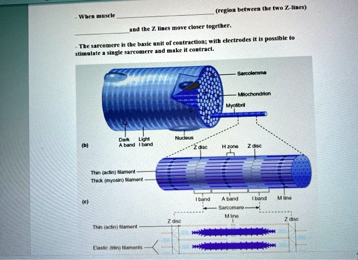 SOLVED: (region between the two Z-lines) When muscle and the Z lines ...