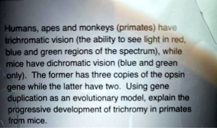 SOLVED: Humans, apes and monkeys (primates) nave Urichromatic vision ...