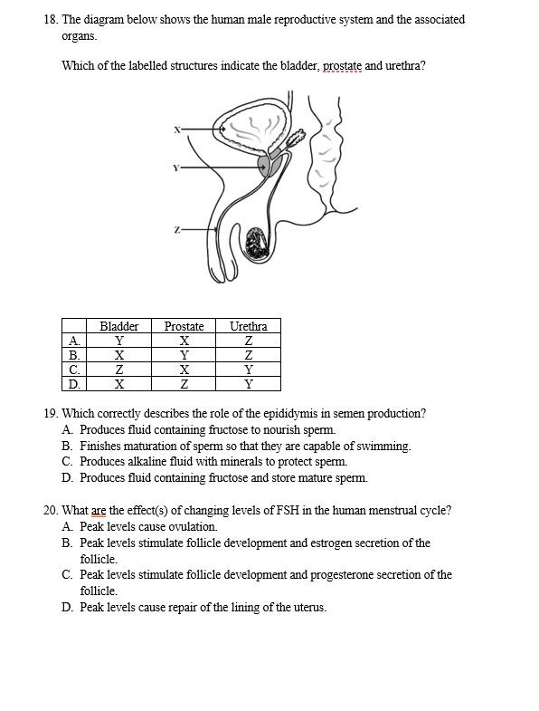the diagram below shows the human male reproductive system and the ...