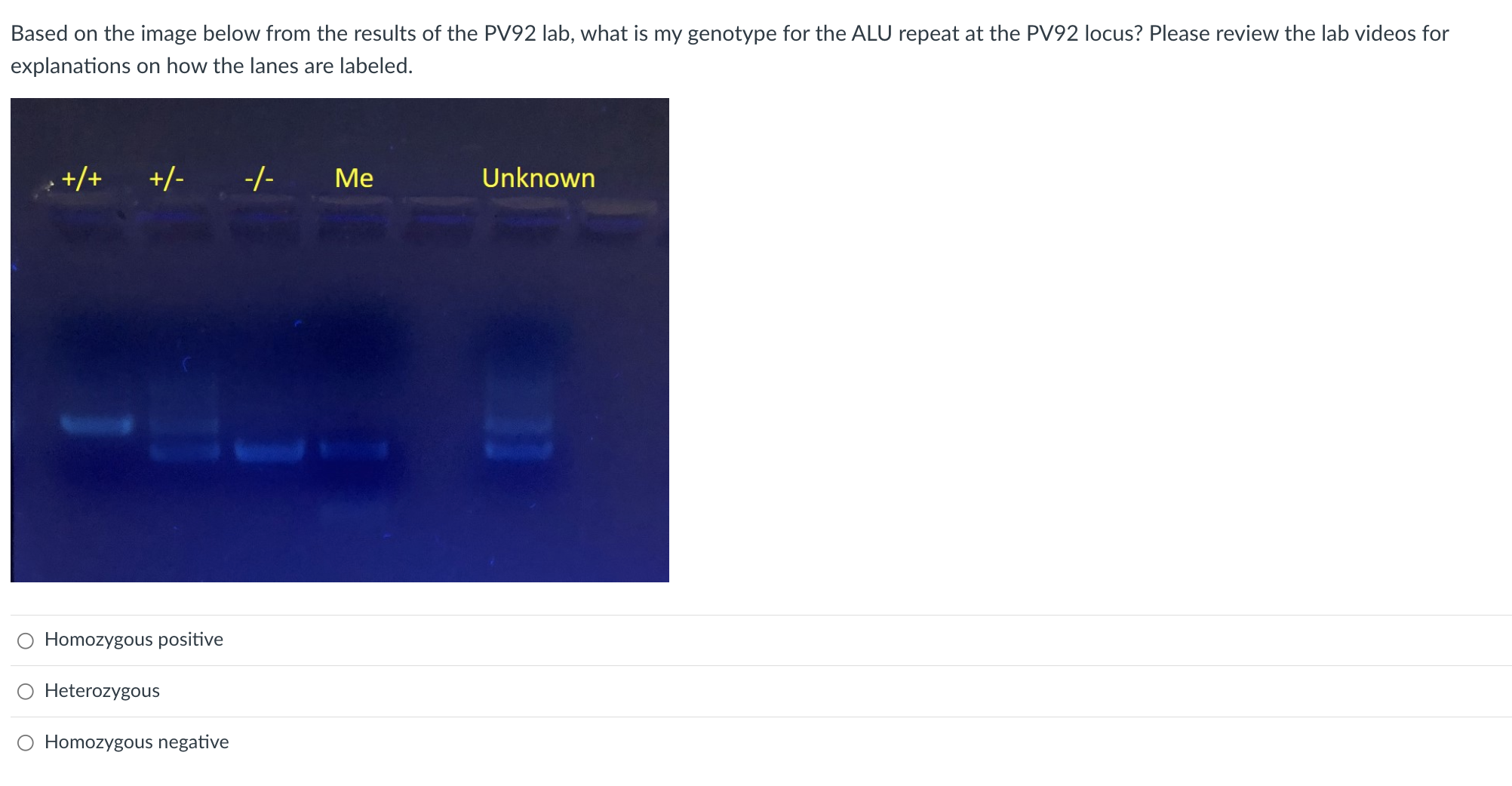 SOLVED: Based on the image below from the results of the PV92 lab, what is my genotype for the ...