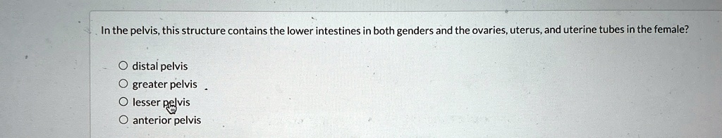 in the pelvis this structure contains the lower intestines in both ...