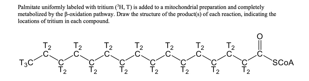 SOLVED:Palmitate uniformly labeled with tritium (H, T) is added to a ...