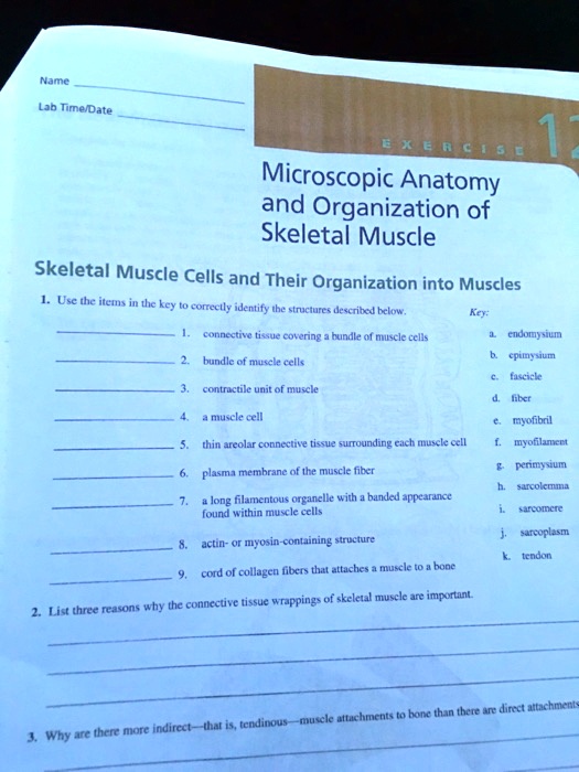 SOLVED: Name Lab Time/Date Microscopic Anatomy and Organization of ...