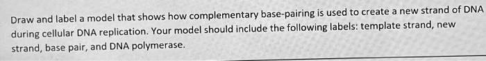 SOLVED: that shows how complementary base-pairing used t0 create new strand of DNA Draw and ...