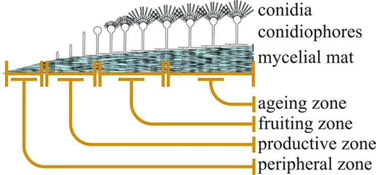 conidia conidiophores mycelial mat ageing zone fruiting zone productive ...