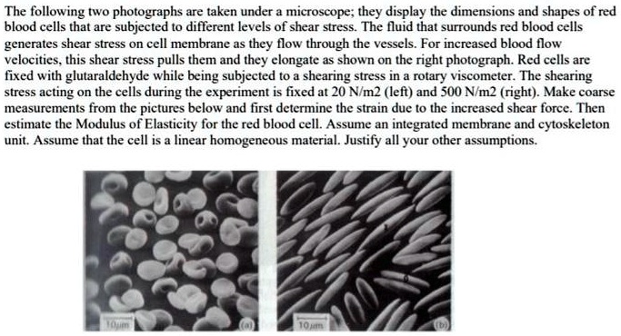 The distance shown in the photos is 10 nanometers. The following two ...