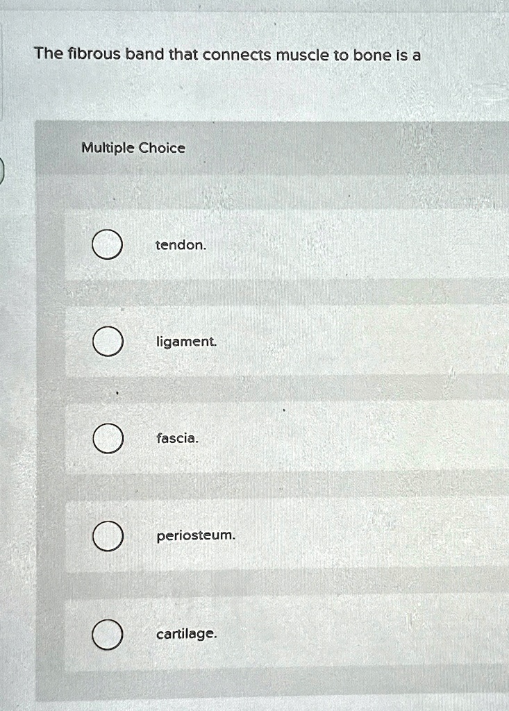 The fibrous band that connects muscle to bone is a Multiple Choice ...
