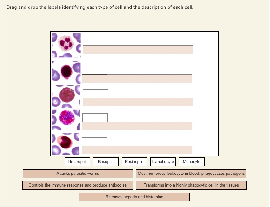 Text: Drag and drop the labels identifying each type of cell and the ...