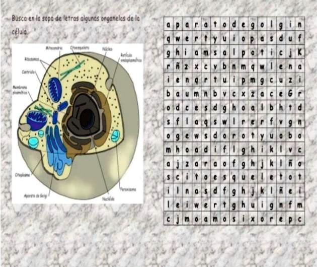 SOLVED: Busca en la sopa de letras algunas organelas de la célula ...