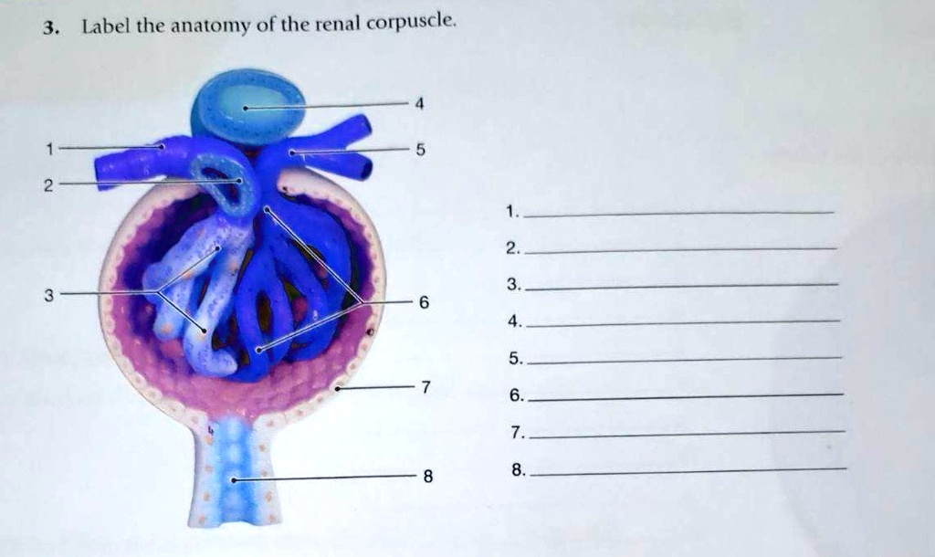 3. Label the anatomy of the renal corpuscle. 1 2 4 5 1. 2. 3. 3 6 4. 5 ...