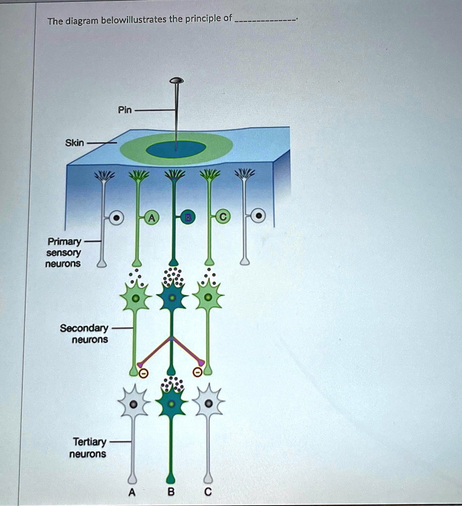 The diagram belowillustrates the principle of The diagram ...