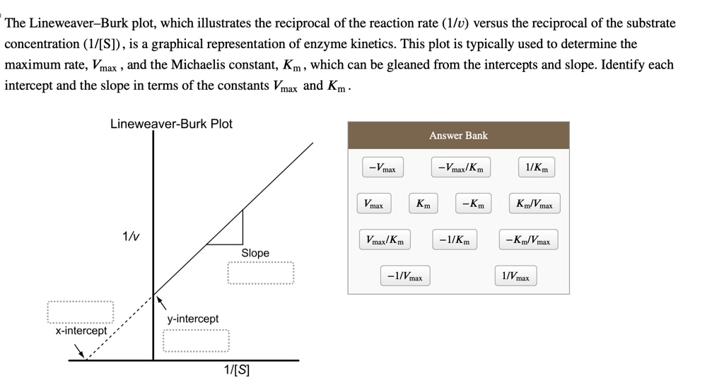 The Lineweaver-Burk plot, which illustrates the reciprocal of the ...