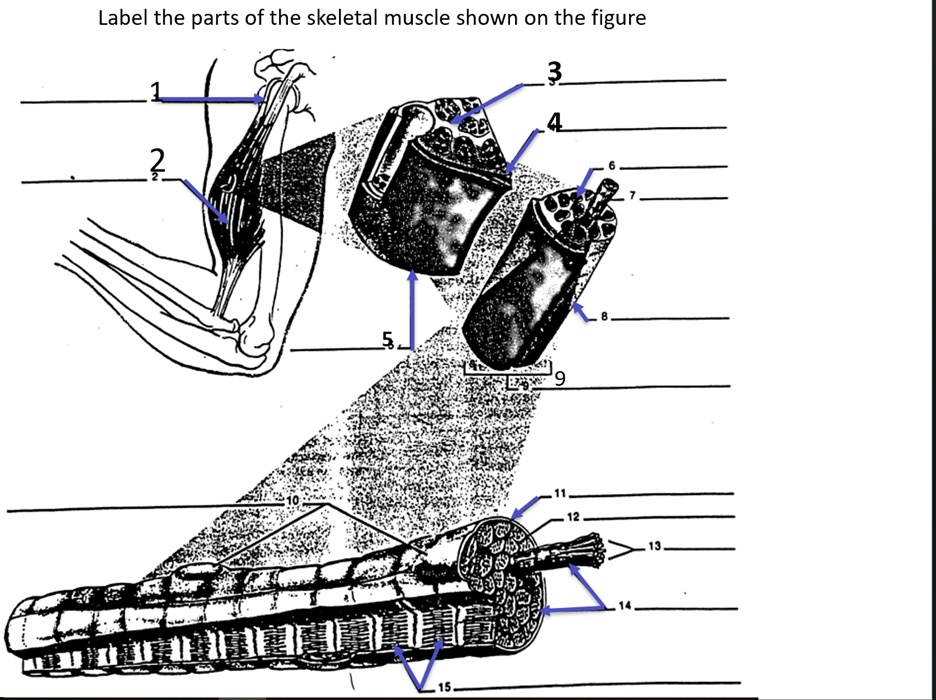 label the parts of the skeletal muscle shown on the figure 3 5 96303