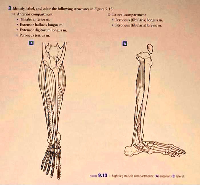 3 Identify, label, and color the following structures in Figure 9.13 ...