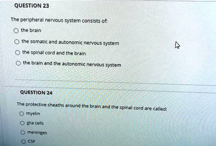 SOLVED: The peripheral nervous system consists of: - the brain - the ...