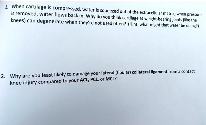 1. When cartilage is compressed, water is squeezed out of the ...