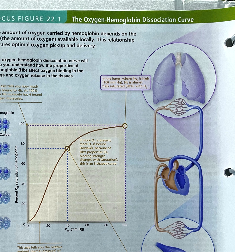 CUS FIGURE 22.1 The Oxygen-Hemoglobin Dissociation Curve amount of ...