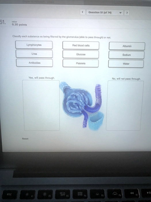 SOLVED: Question 51of 74) 51. rolue: 0.20 polnts Classify each ... SOLVED: Question 51of 74) 51. rolue: 0.20 polnts Classify each ...