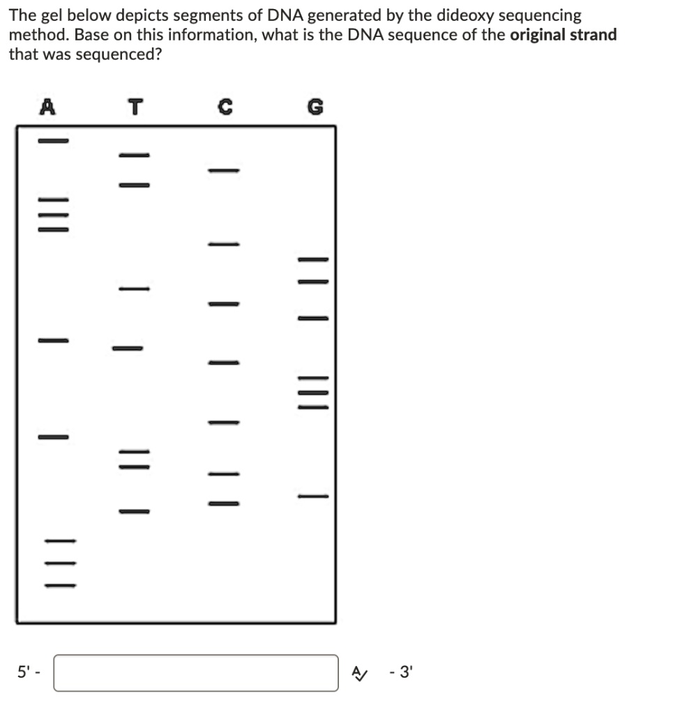SOLVED: The gel below depicts segments of DNA generated by the dideoxy ...