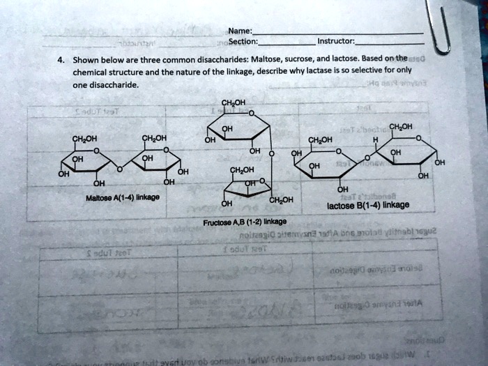 name section instructor shown below are three common disaccharides ...