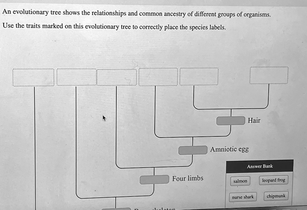 An evolutionary tree shows the relationships and common ancestry of ...