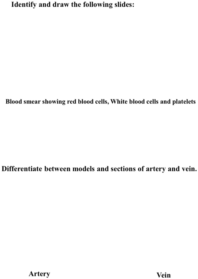 identify and draw the following slides blood smear showing red blood ...