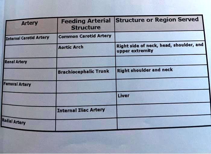 Artery Internal Carotid Artery Renal Artery Femoral Artery Radial ...