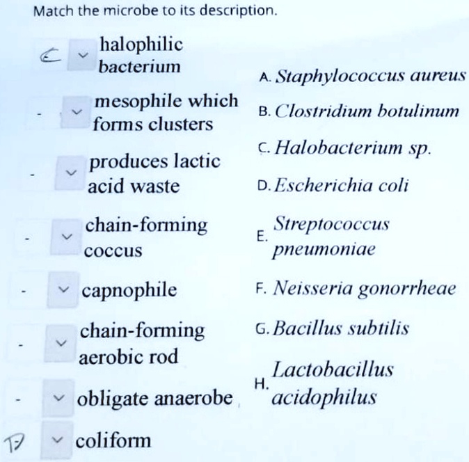 Match the microbe to its description. halophilic bacterium mesophile ...