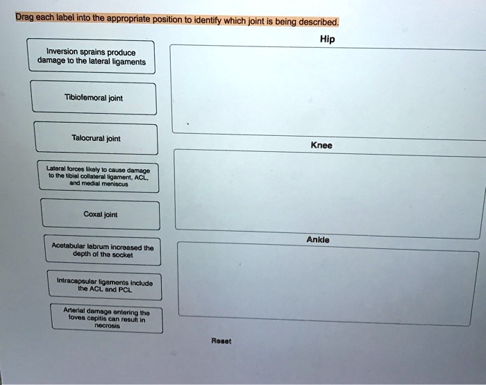 drag each label into the appropriate posi ition to identify which joint ...