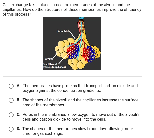 gas exchange takes place across the membranes of the alveoli and the ...