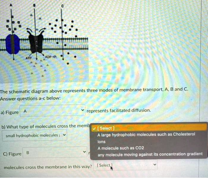 SOLVED: The schematic diagram above represents three modes of membrane ... SOLVED: The schematic diagram above represents three modes of membrane ...